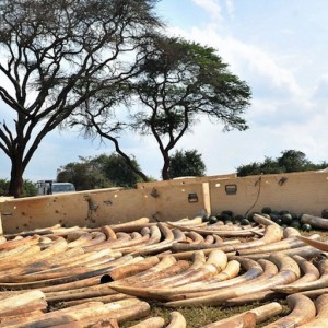 Ivory poaching: not just a conservation issue - ISS Africa