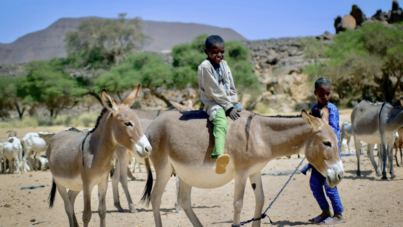 AU ban on gruesome donkey skin trade is a game-changer | ISS Africa