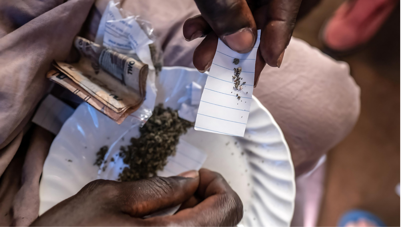 Kush takes hold of West Africa’s Mano River Basin youth | ISS Africa