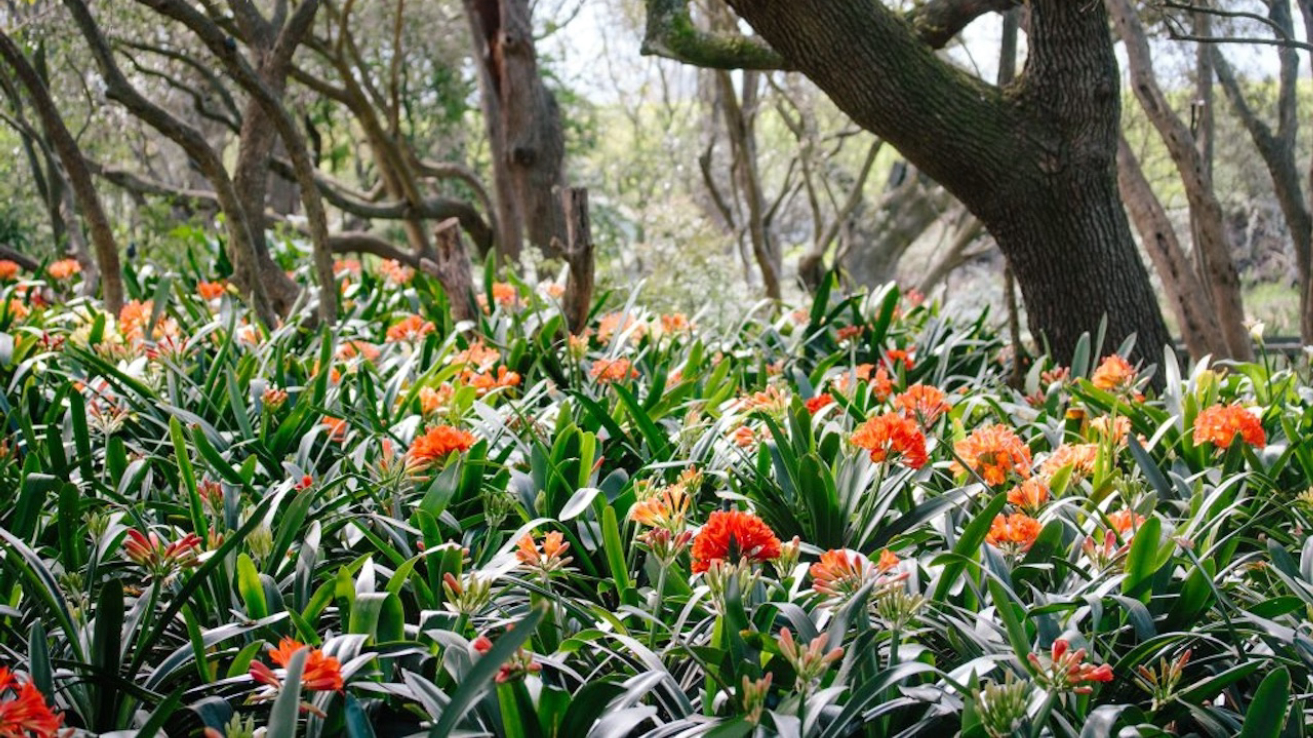 Rare clivias targeted in Southern Africa’s evolving illegal plant trade ...