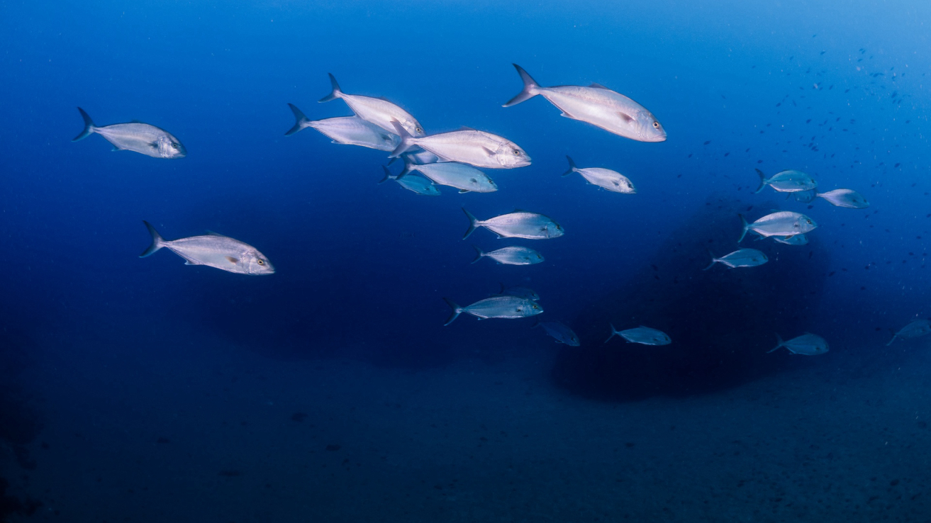 Traité sur la haute mer : l'Afrique doit concrétiser sa victoire ...