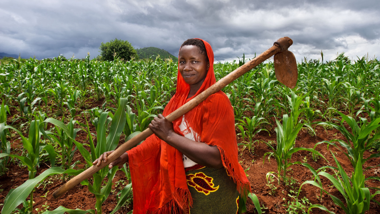 L’agriculture africaine confrontée aux bouleversements mondiaux | ISS ...
