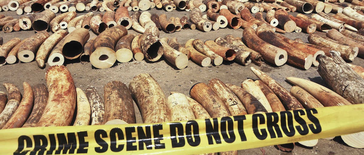 Uganda’s illegal wildlife traders undeterred by COVID-19 restrictions ...