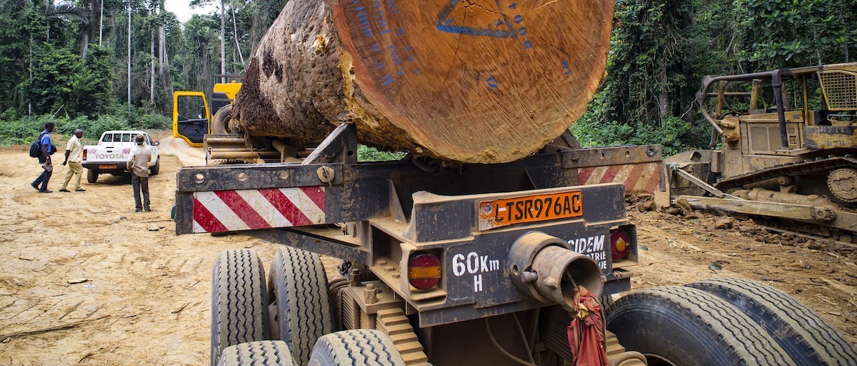 Nigeria and Cameroon must confront timber trafficking together | ISS Africa