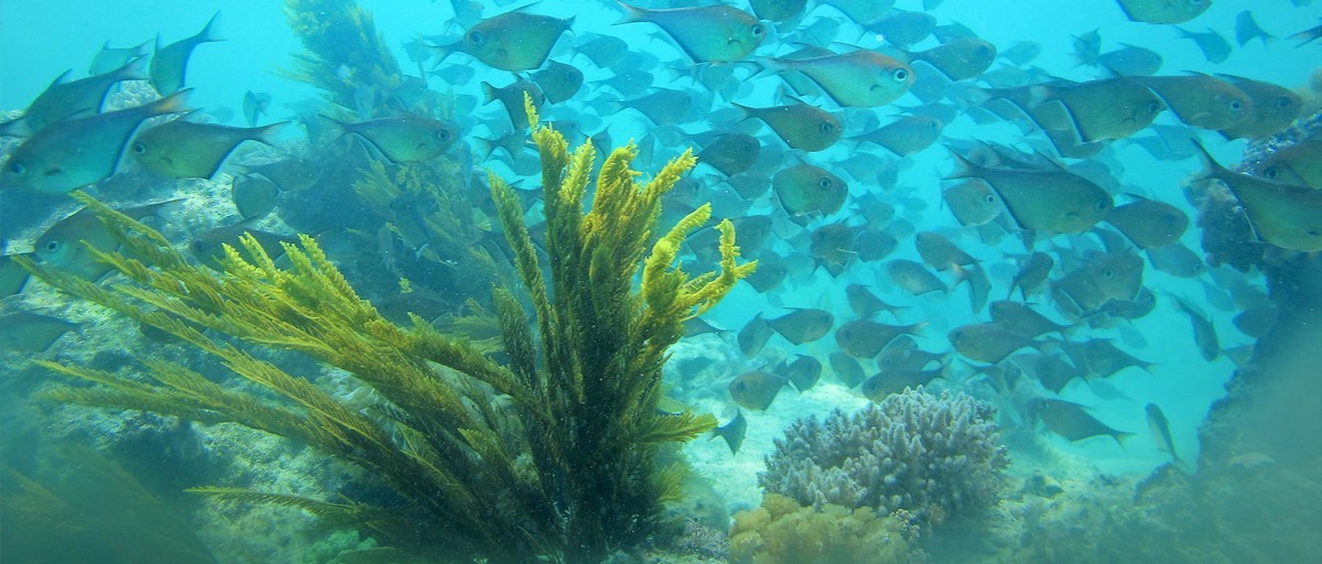 Saving our oceans with Africa’s Great Blue Wall | ISS Africa