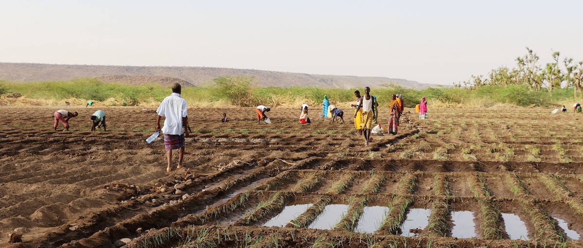 Worsening hunger crisis could threaten Africa’s stability | PSC Report
